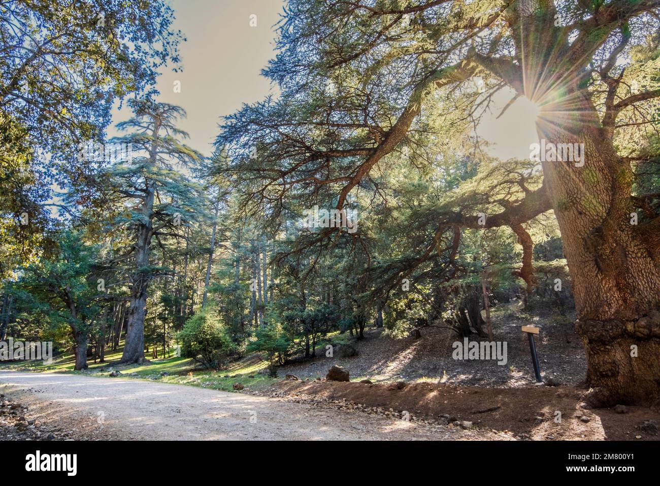 Old cedar trees in Cedre Gouraud Forest, Azrou, Morocco, North Africa ...