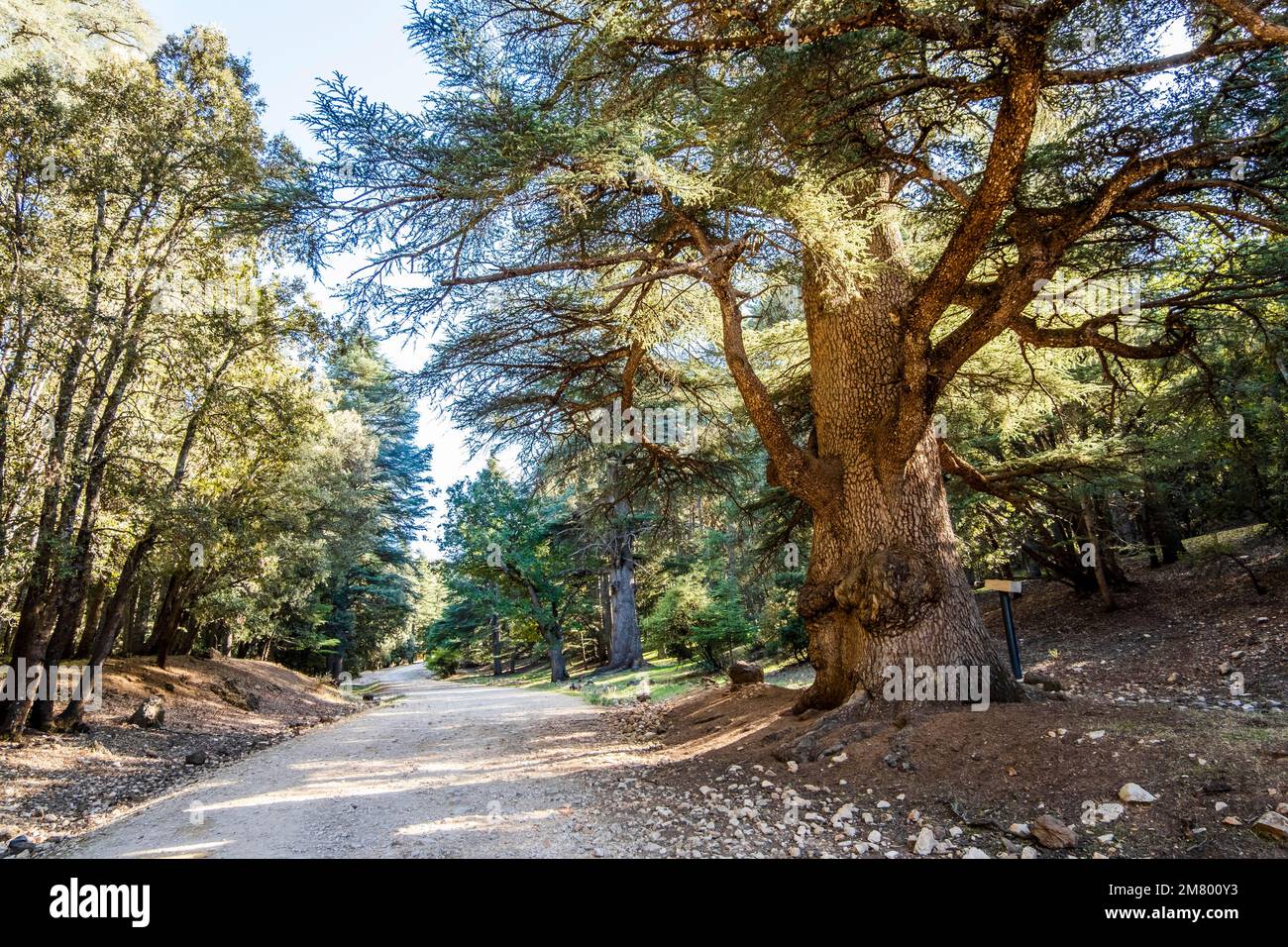 Old cedar trees in Cedre Gouraud Forest, Azrou, Morocco, North Africa ...