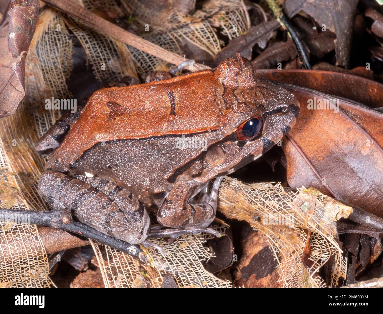 Juvenile smoky jungle frog (Leptodactylus pentadactylus). On the ...