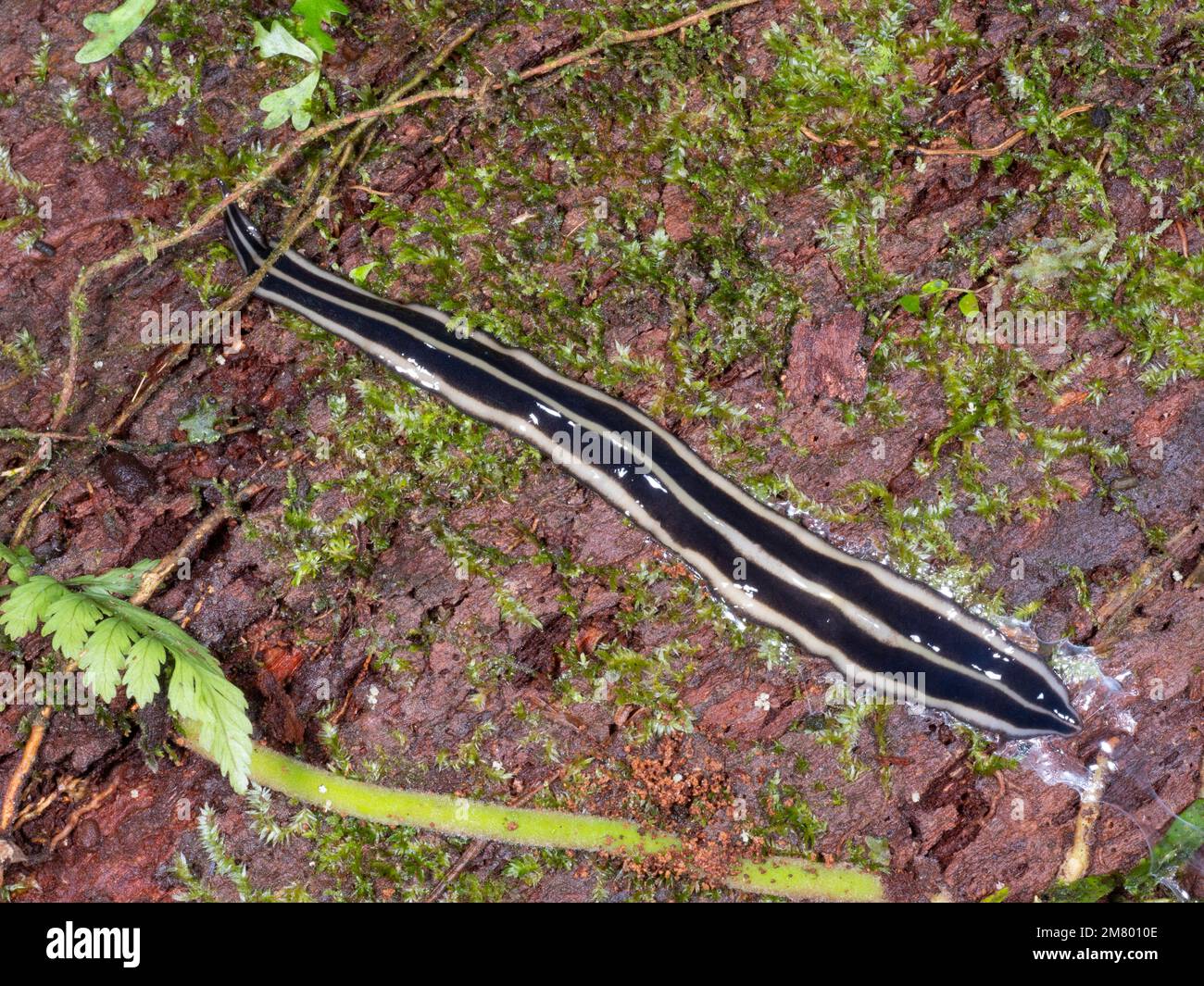 A giant land planarian crawling on the rainforest floor, Orellana ...