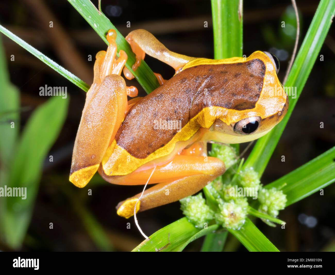 Upper Amazon Treefrog (Dendropsophus bifurcus), in the rainforest ...