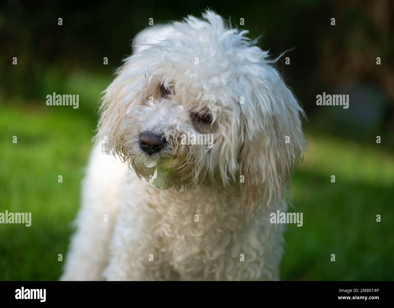 Poochon puppy chewing flower Stock Photo - Alamy