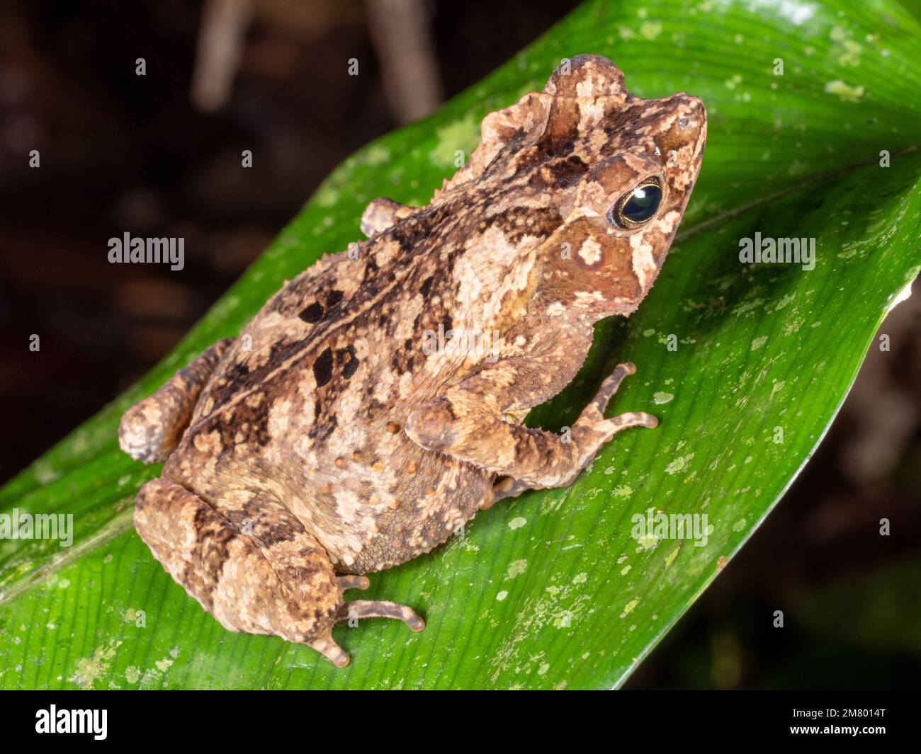 Crested Forest Toad (Rhinella margaritifera), resting on a leaf in the ...