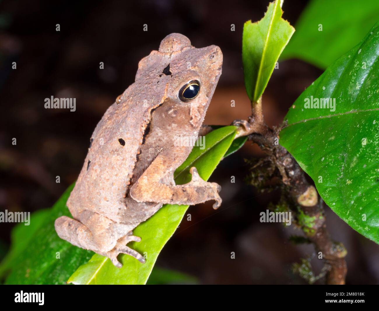 Crested Forest Toad (Rhinella margaritifera), resting on a leaf in the ...