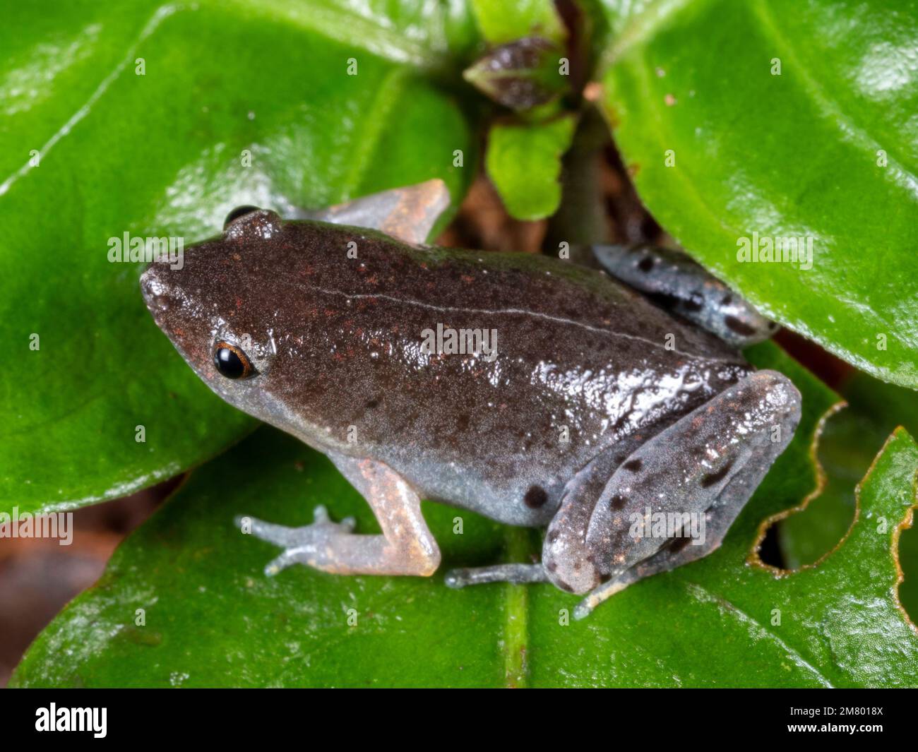 Bassler's Humming Frog (Chiasmocleis bassleri) in the Ecuadorian Amazon ...