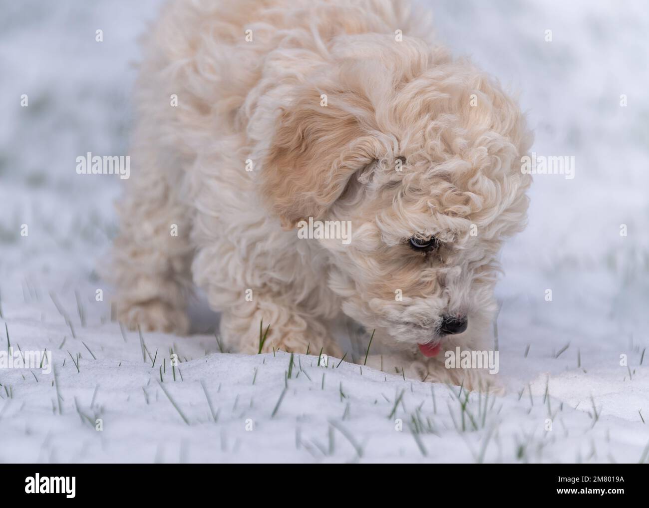 Poochon puppy in first snow Stock Photo - Alamy