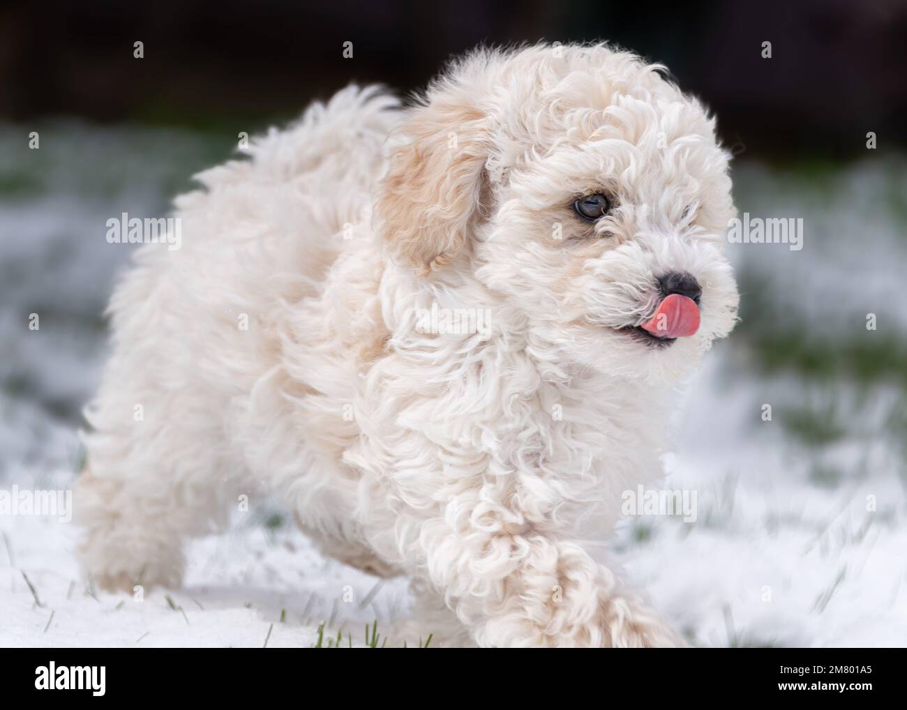 Poochon puppy in first snow Stock Photo - Alamy