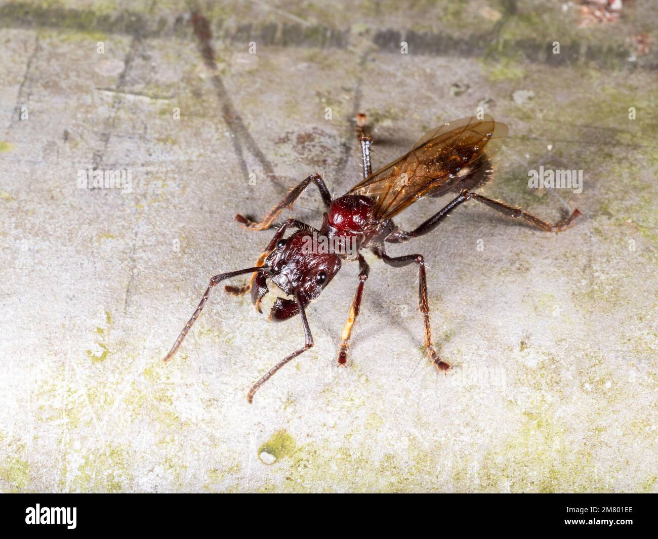 A rarely seen winged female Bullet Ant (Paraponera clavata) in the ...