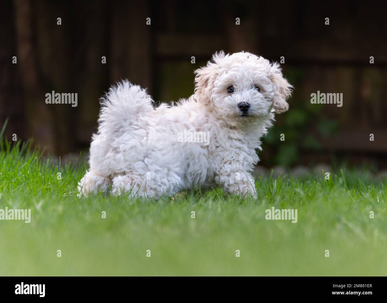 Poochon hi-res stock photography and images - Alamy