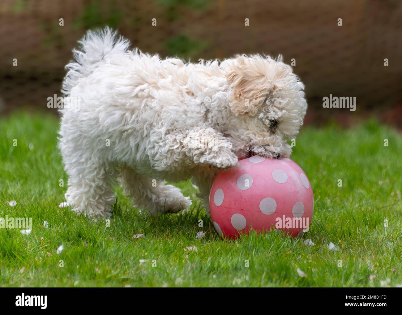 Should I Let My Puppy Play In The Garden