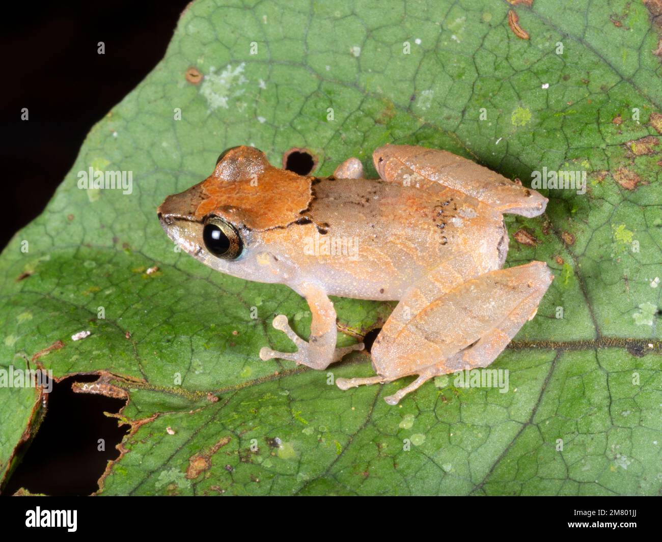 Kichwa Rain Frog (Pristimantis kichwarum), in the rainforest understory ...
