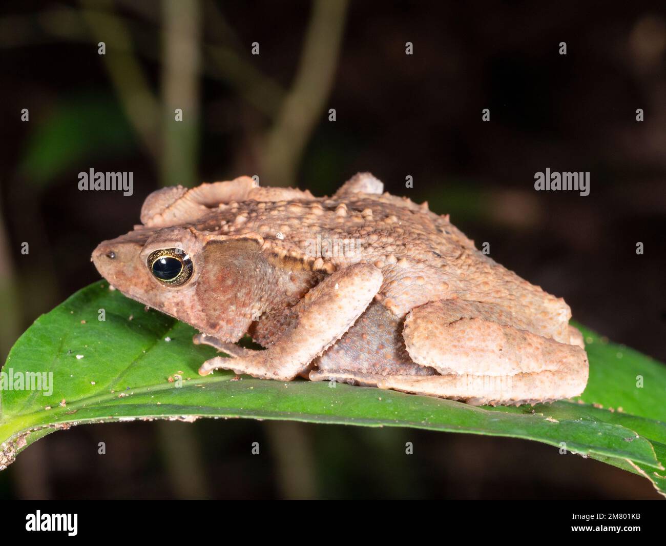 Crested Forest Toad (Rhinella margaritifera), resting on a leaf in the ...