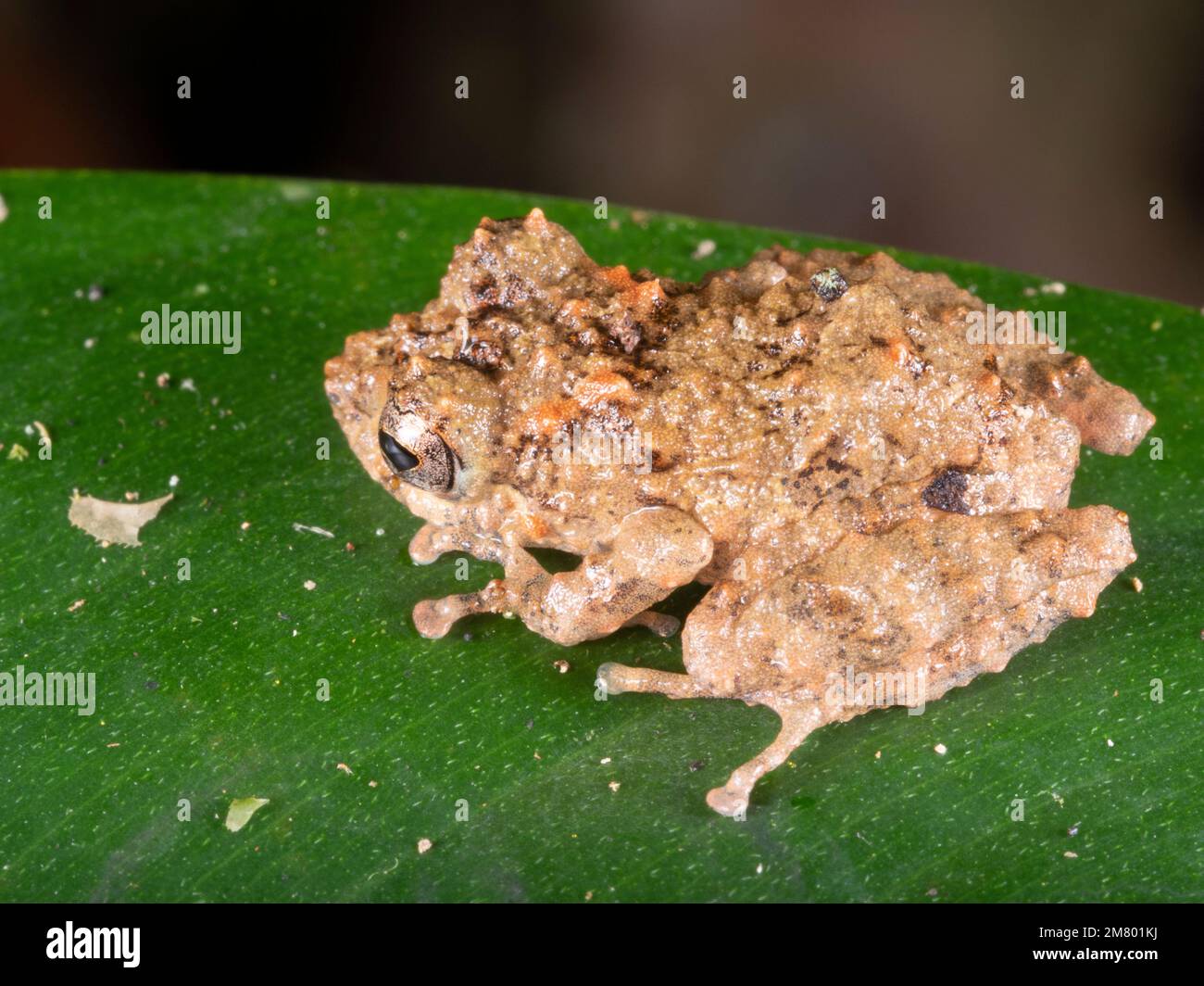 Orange-groined Rain Frog (Pristimantis croceoinguinis), in the ...