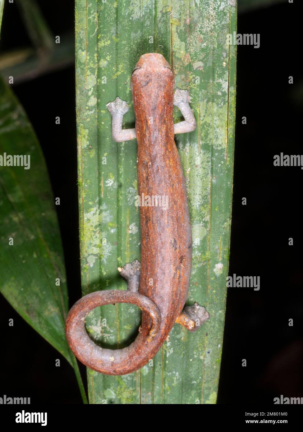 Peruvian climbing salamander (Bolitoglossa peruviana) in the rainforest ...
