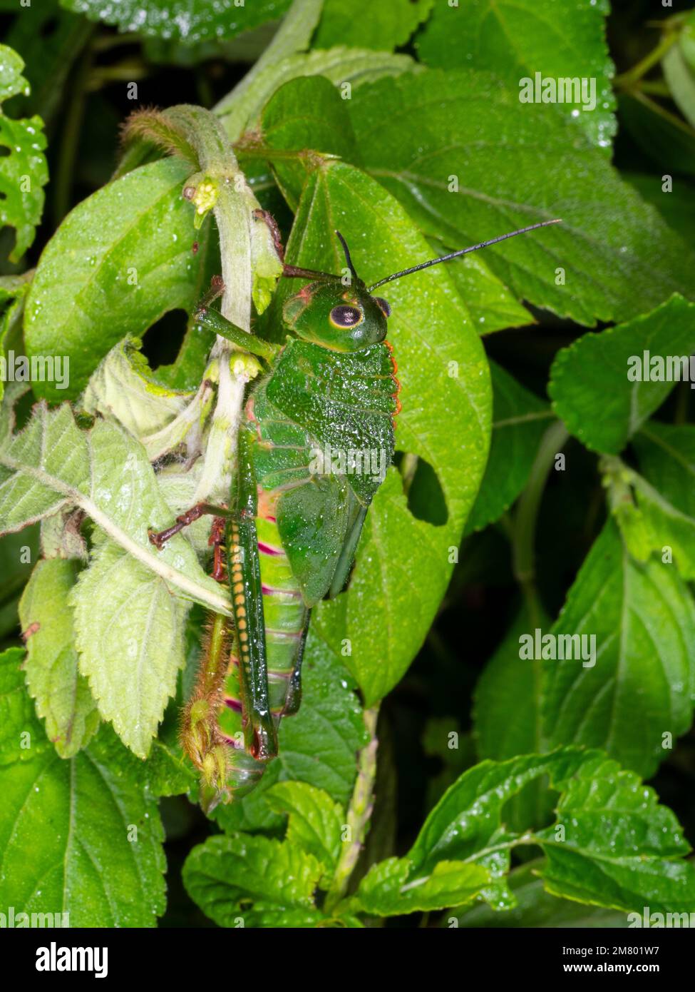 Giant green grasshopper hi-res stock photography and images - Alamy