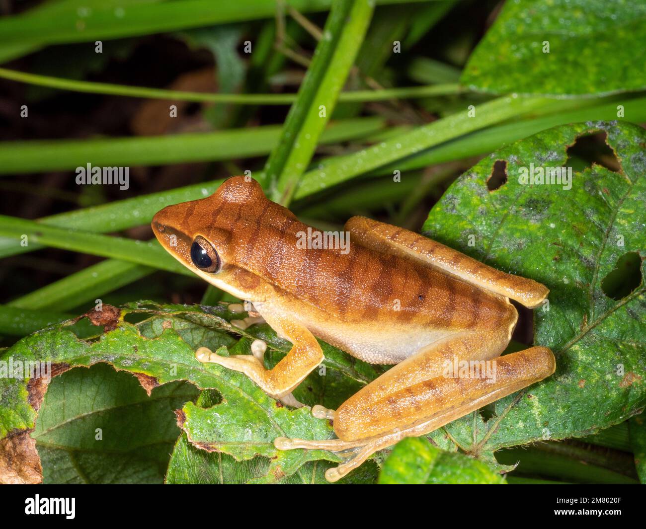 Quacking River Frog Boana Lanciformis In The Rainforest Orellana