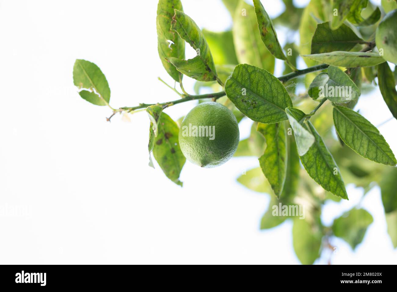 Lemon tree fruit hi-res stock photography and images - Alamy