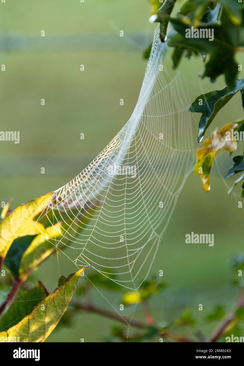 Plants morning hi-res stock photography and images - Alamy