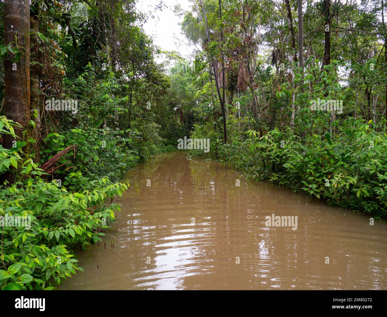 Flooded forest at the edge of Rio Tiputini in the Ecuadorian Amazon ...