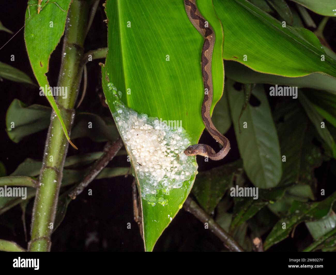 Common cat-eyed snake (Leptodeira annulata) feeding on eggs of the ...