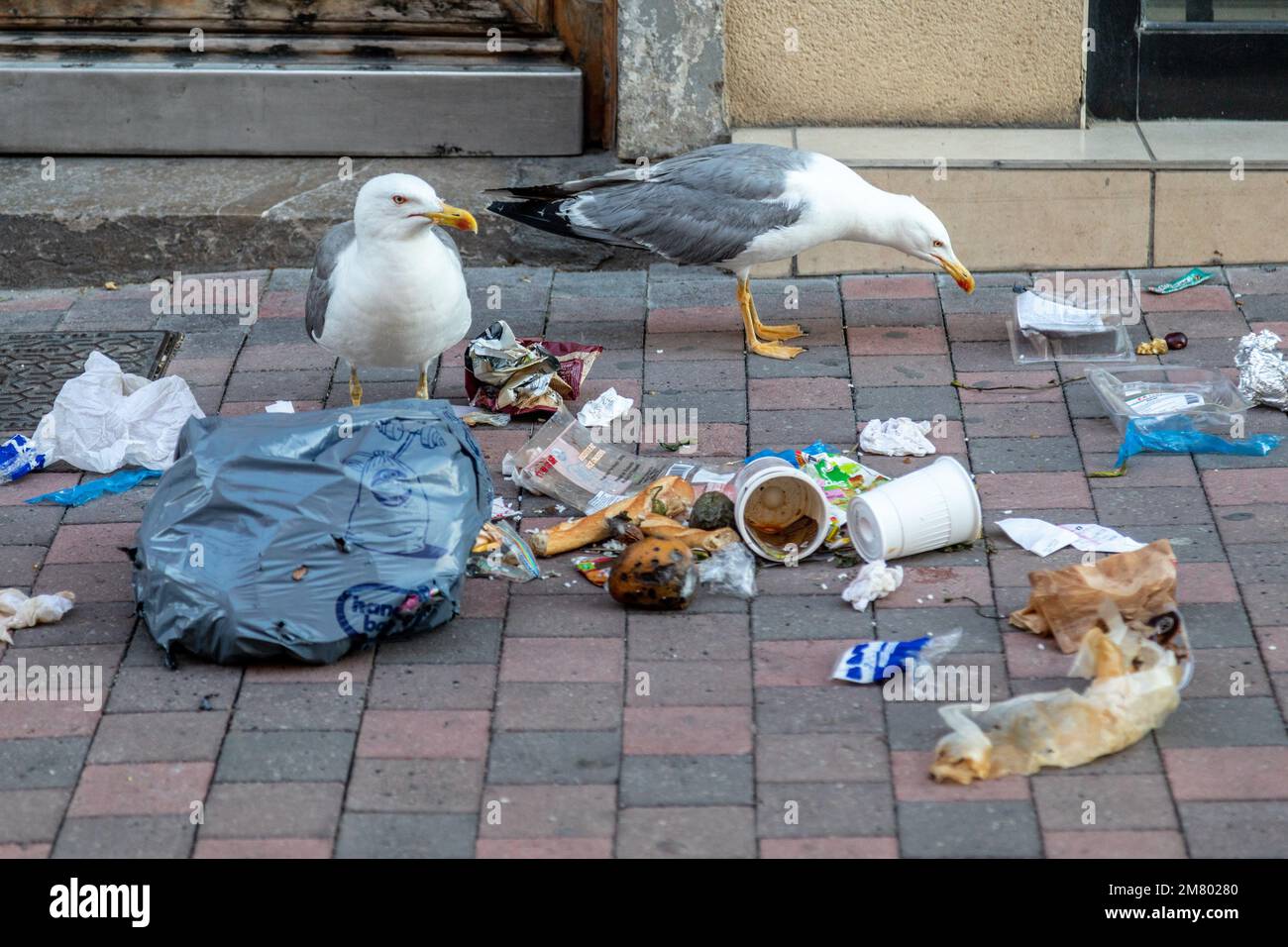 SEAGULLS EATING THE TRASH FROM A GARBAGE BAG IN THE STREET, SETE ...