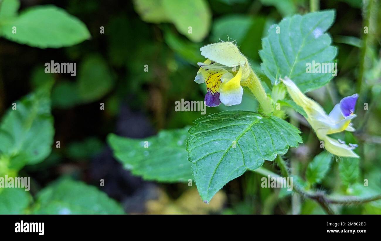 Bright yellow-purple flower of large-flowered hemp-nettle or Edmonton ...