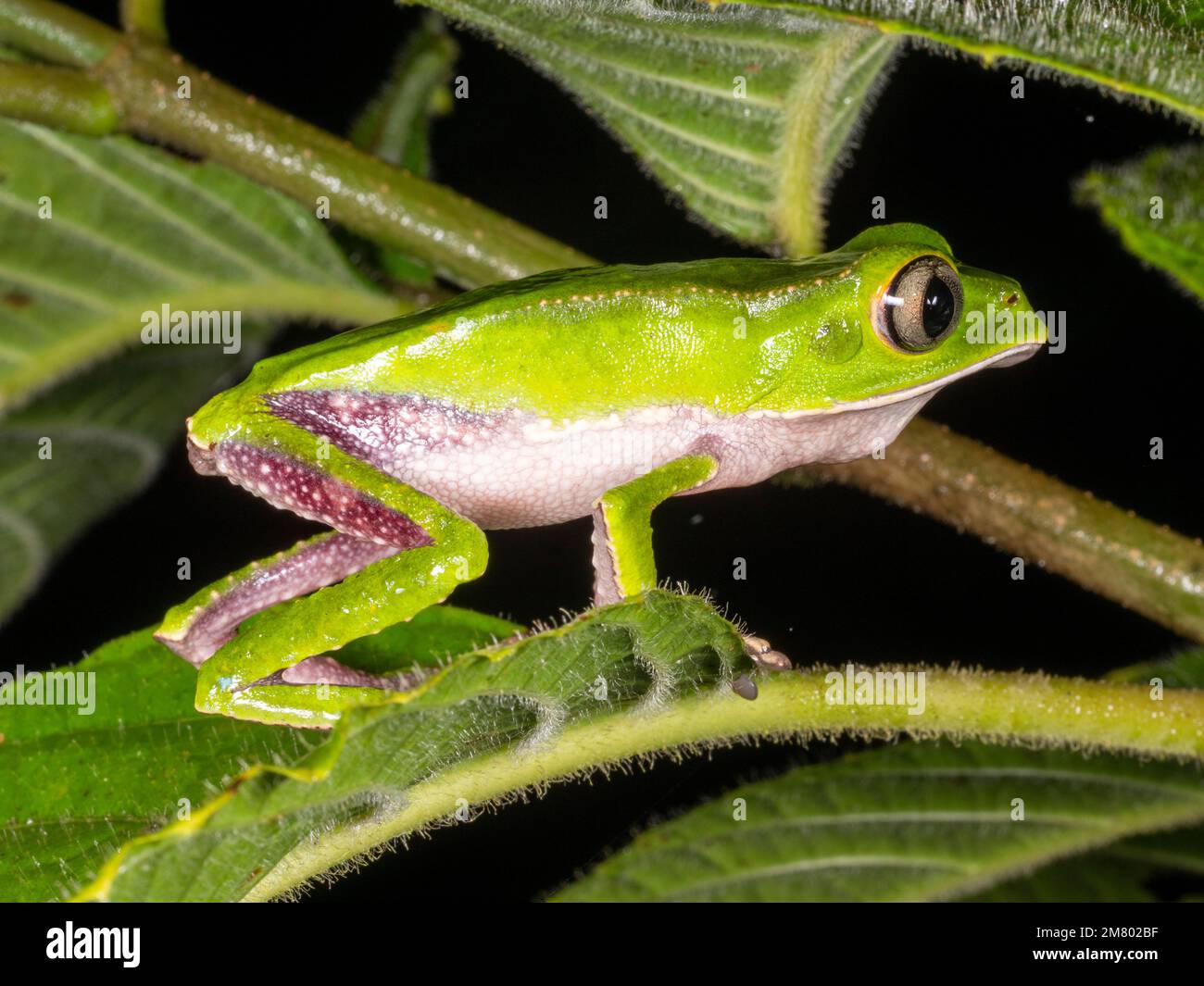 White-limed Monkey Frog (Phyllomedusa vaillantii) A male calling in his ...