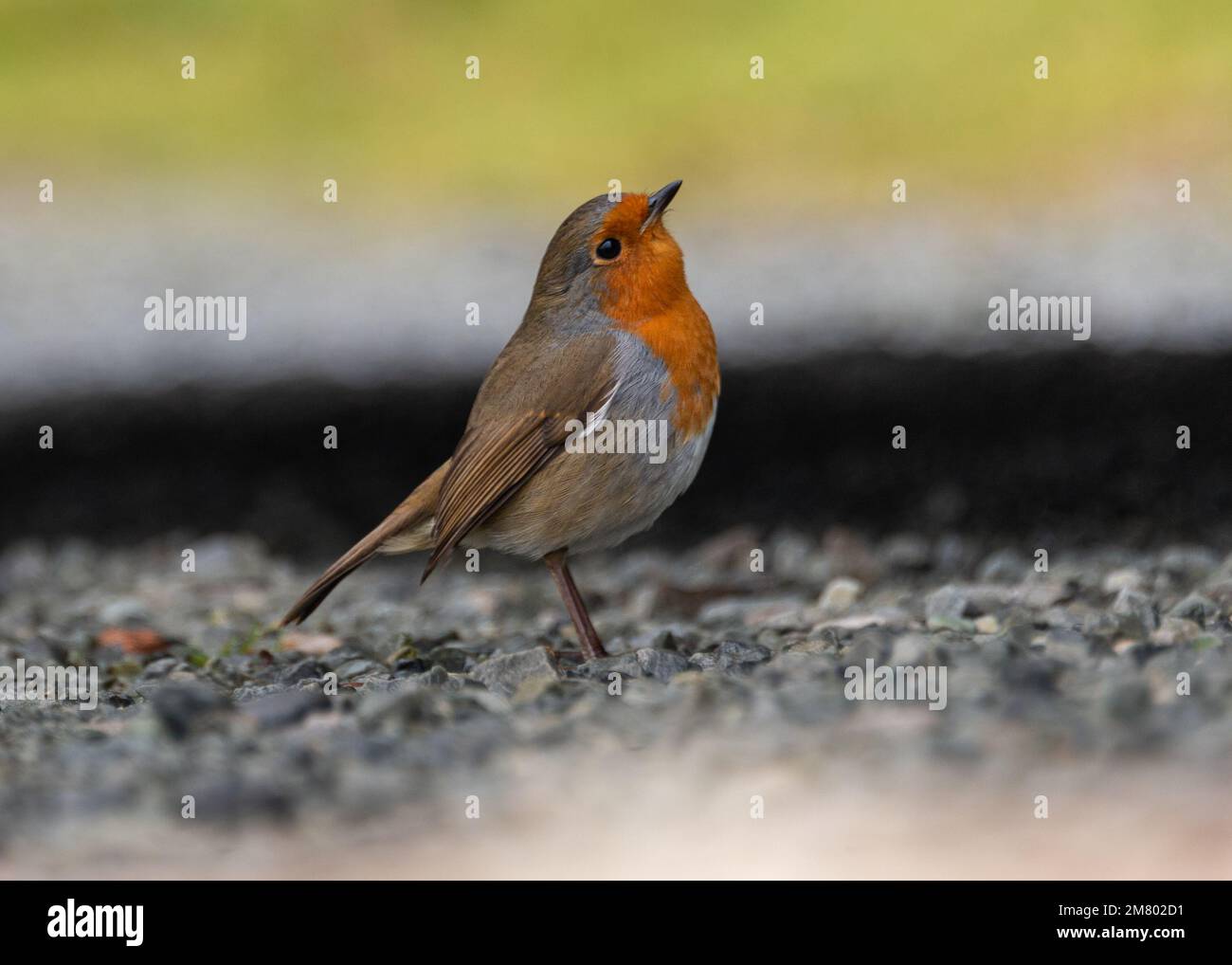English robin hi-res stock photography and images - Alamy