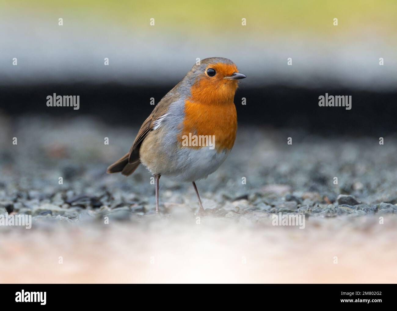 English robin hi-res stock photography and images - Alamy
