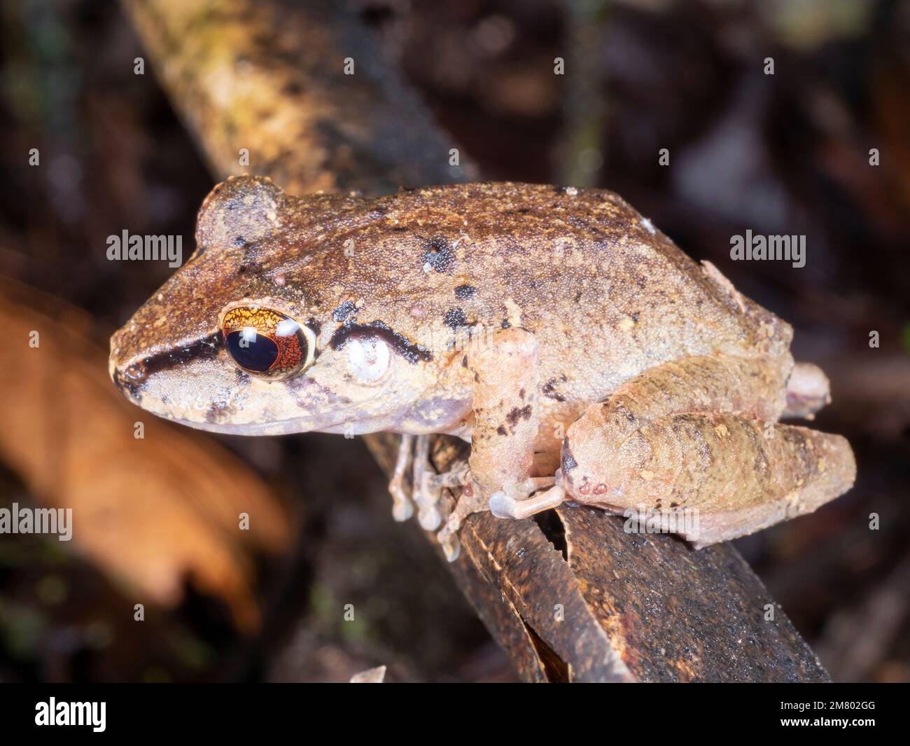 Malkin's Rain Frog (Pristimantis malkini) on the rainforest floor ...