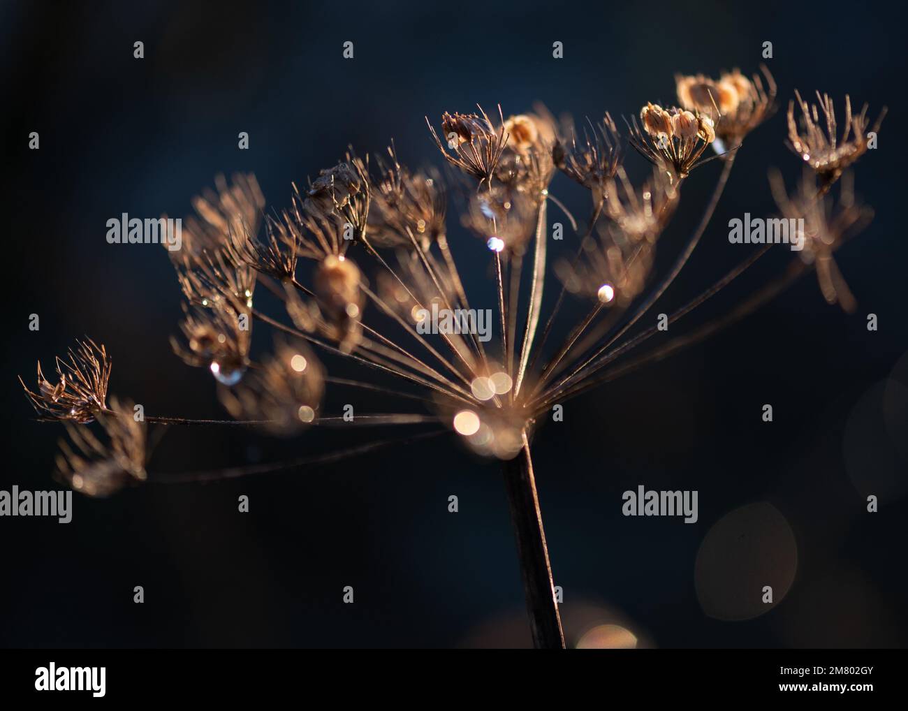 Pignut hi-res stock photography and images - Alamy