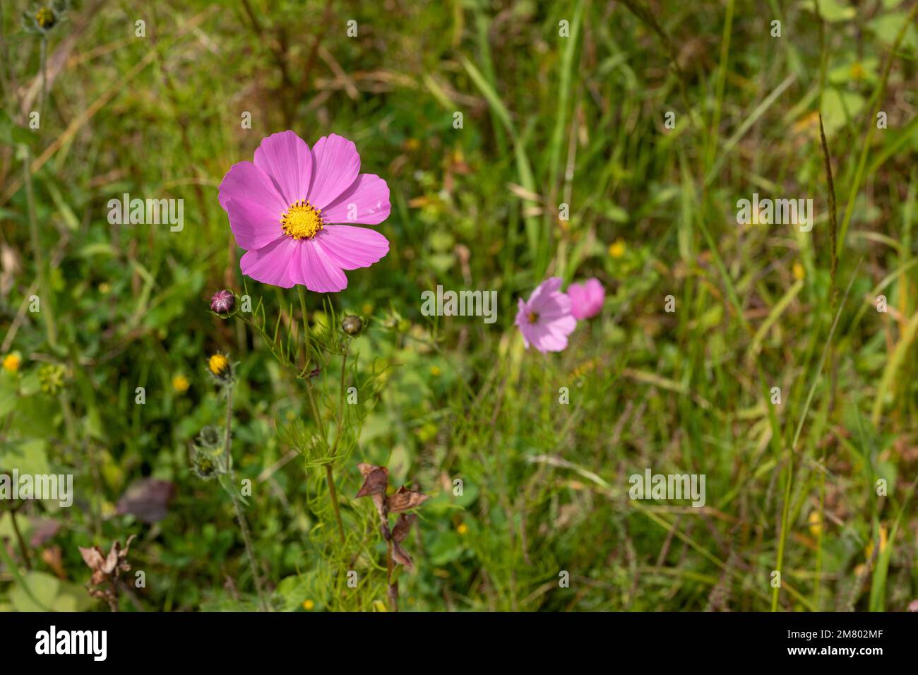 A pink Mirasol flower or cosmos bipinnatus in the field Stock Photo - Alamy