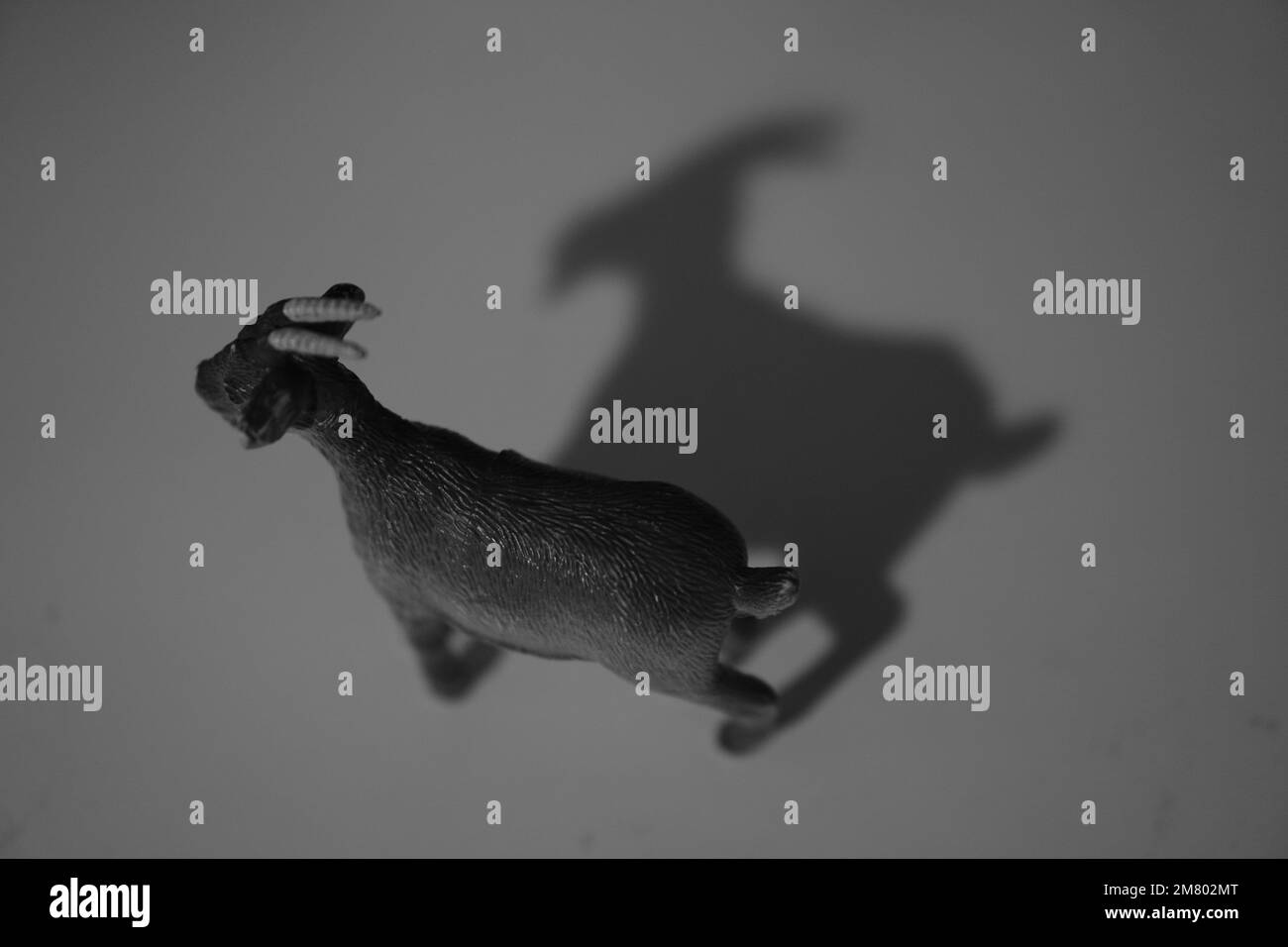 A monochrome top view o a plastic goat toy with a shadow on a table ...