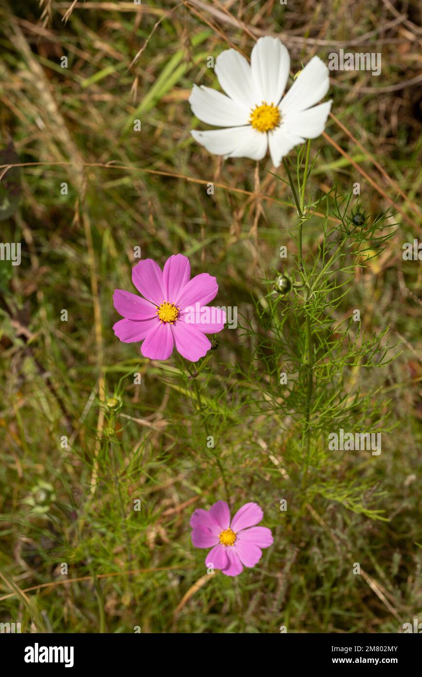 Three colorful Mirasol or cosmos bipinnatus flowers in the field Stock ...