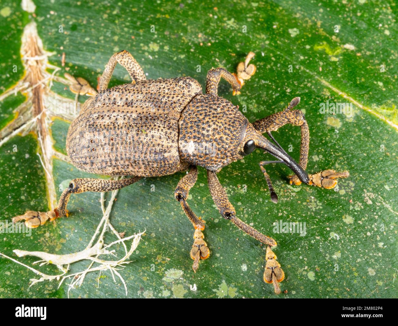 A small weevil (family Curculionidae) on a rainforest leaf, Orrllana ...
