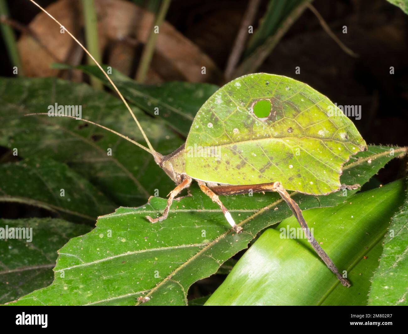 Leaf mimic katydid, with exceptopnally detailed patterning to resemble ...