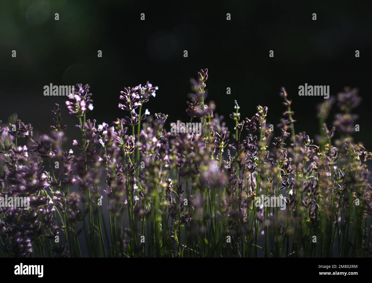 A closeup of lavenders (lavandula) in a field against blurred ...
