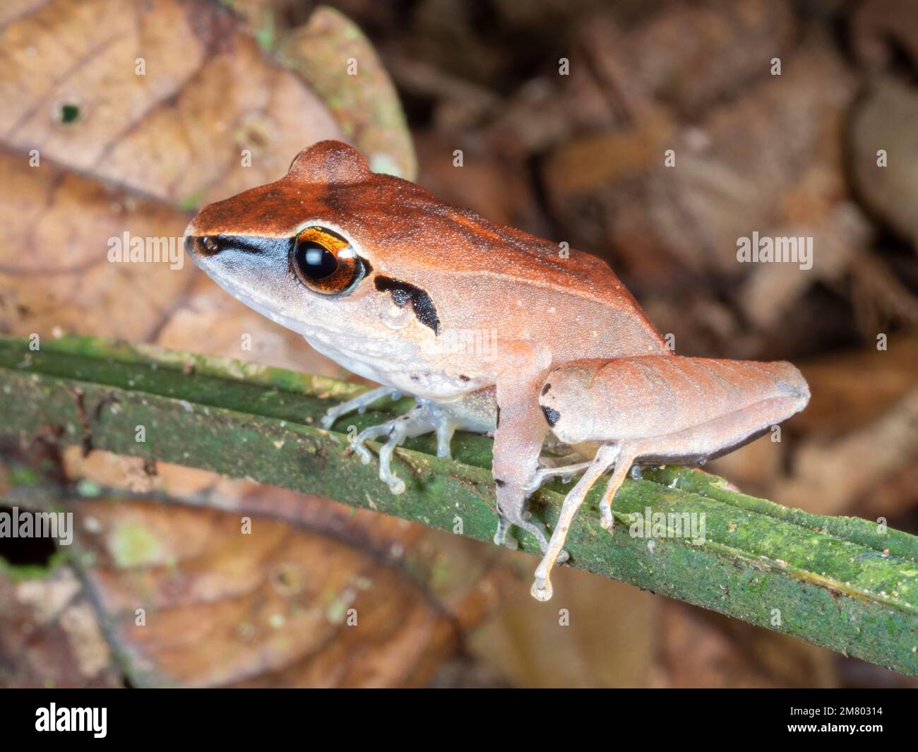 Rain Frog (Pristimantis conspicillatus) In lowland tropical rainforest ...