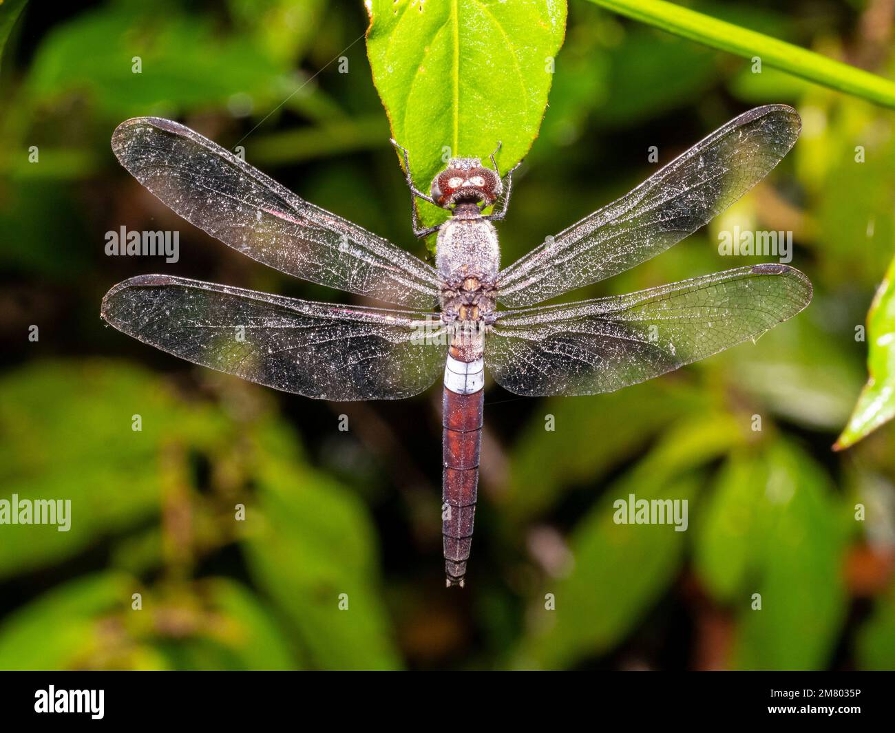Dragonfly in the jungle hi-res stock photography and images - Alamy