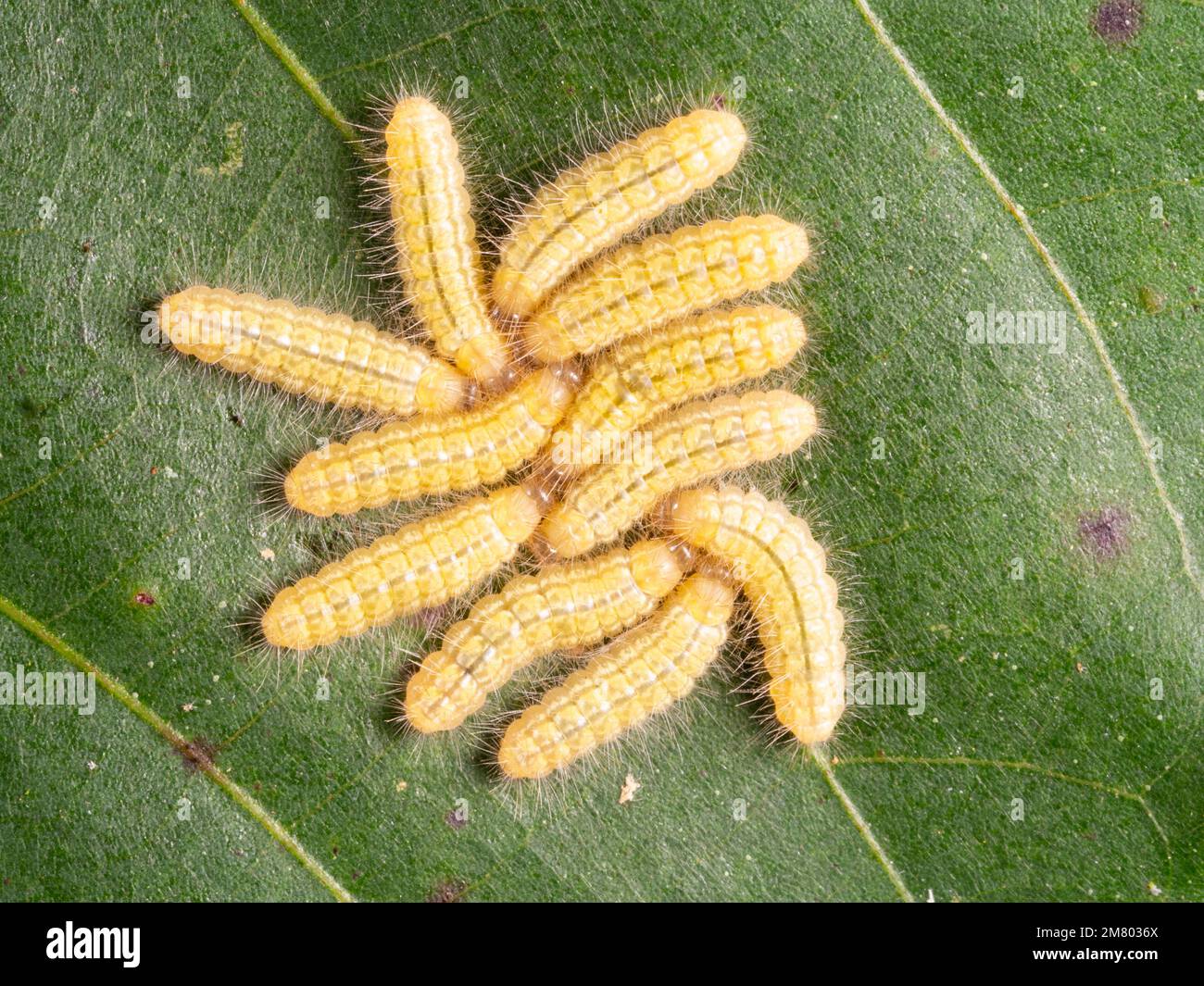 Lepidopteran caterpillars hi-res stock photography and images - Alamy
