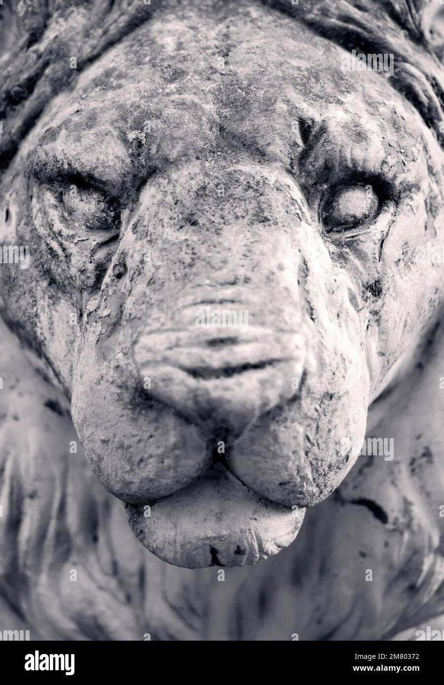 Black white lion close hi-res stock photography and images - Alamy