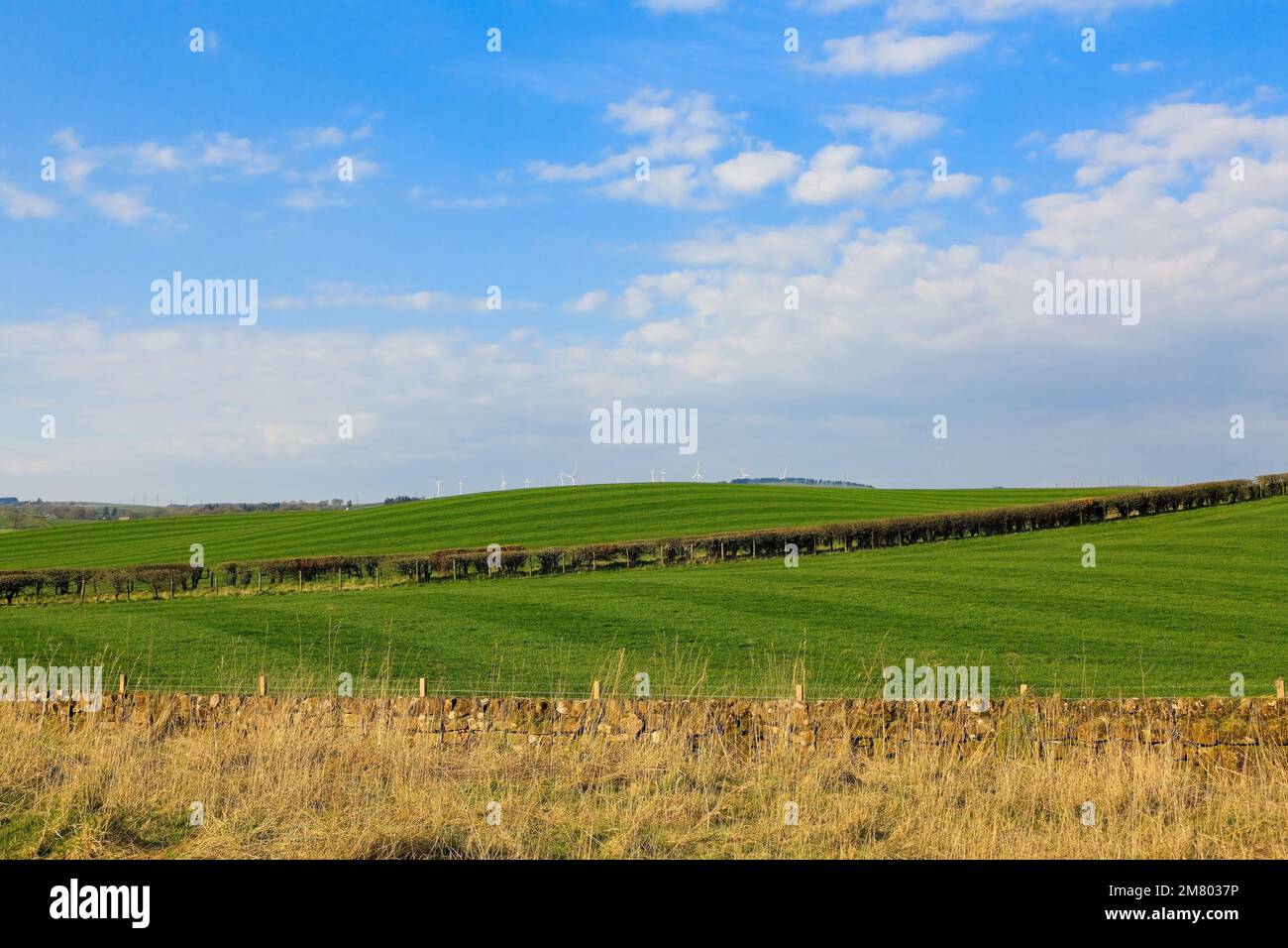 View of Striped Patterns on farm grassland meadows in early spring time ...