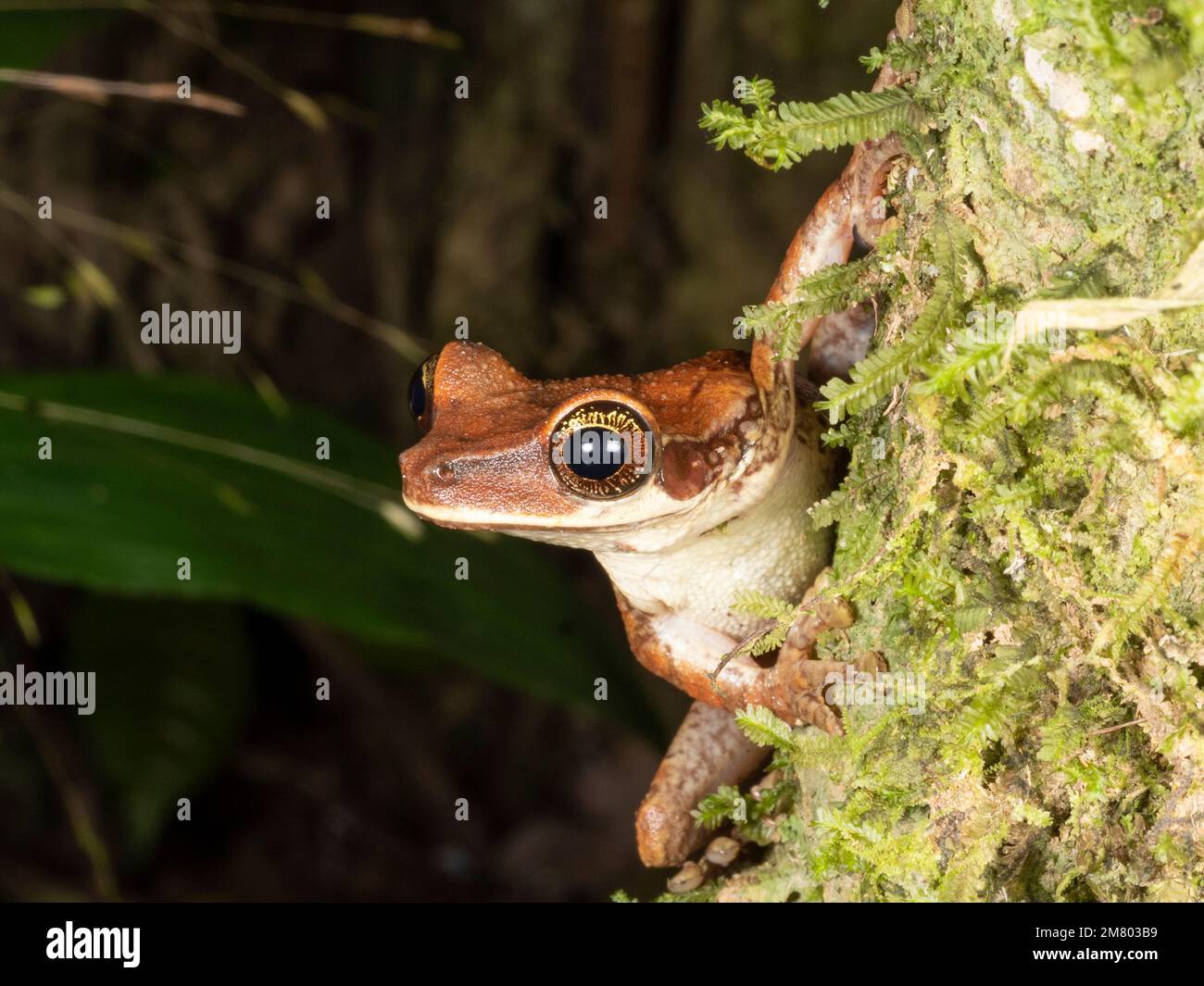 Flat broad-headed tree frog (Osteocephalus planiceps) on a rainforest ...