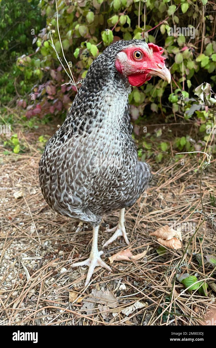 CURIOUS GRAY HEN Stock Photo - Alamy
