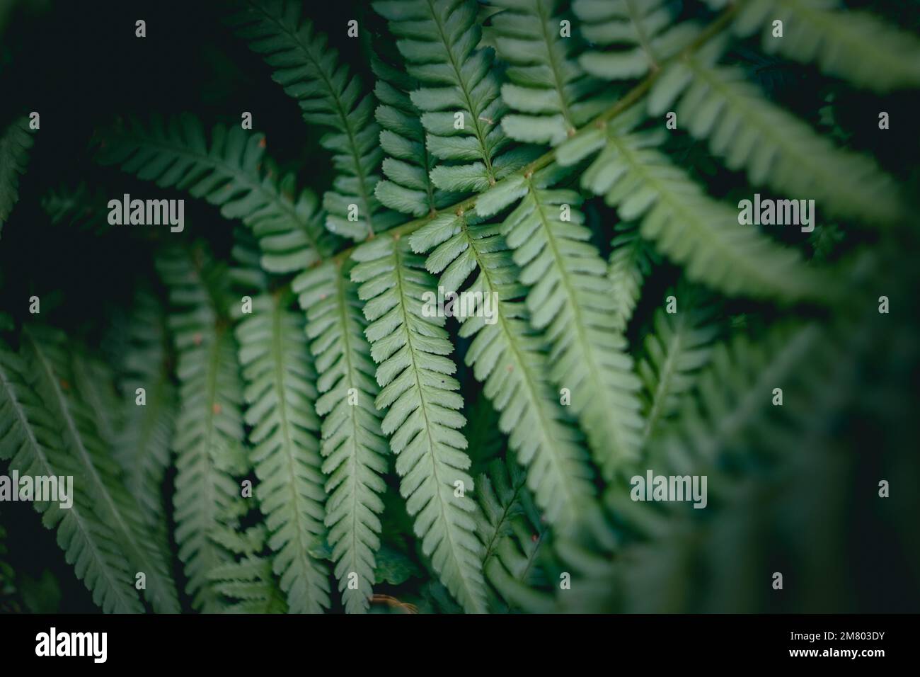 A closeup of leaves of fern, cool for background Stock Photo - Alamy