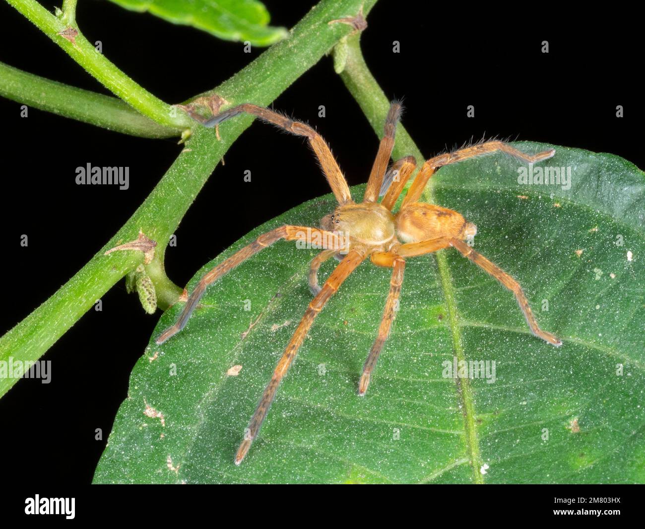Huntsman Spider (Sadala sp. Sparassidae) in the rainforest at night ...