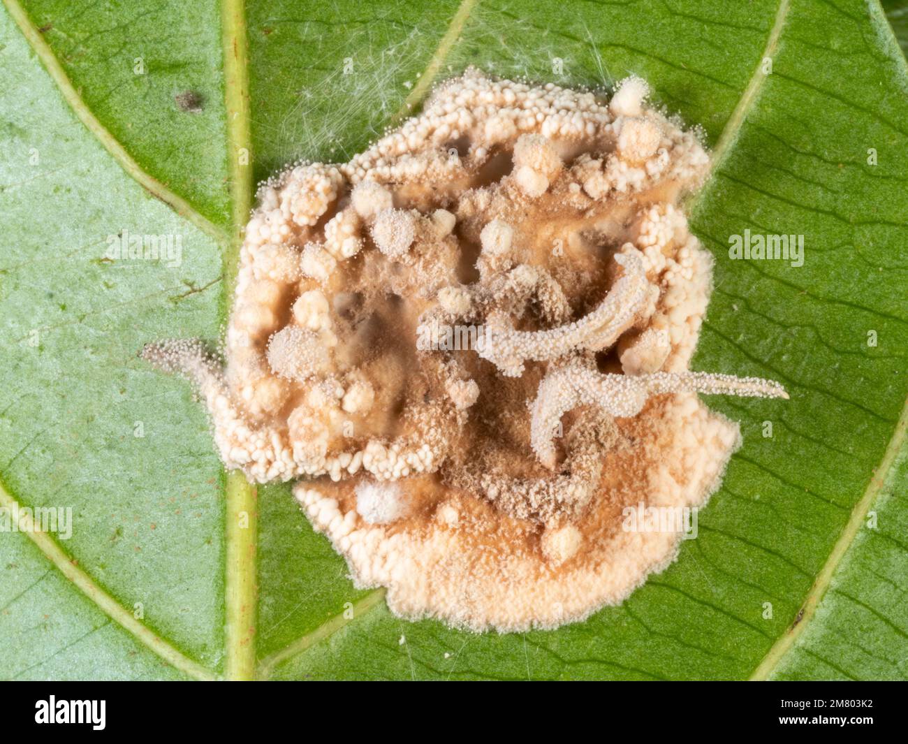 The remains of an invertebrate, probably a spider, infected and ... The remains of an invertebrate, probably a spider, infected and ...