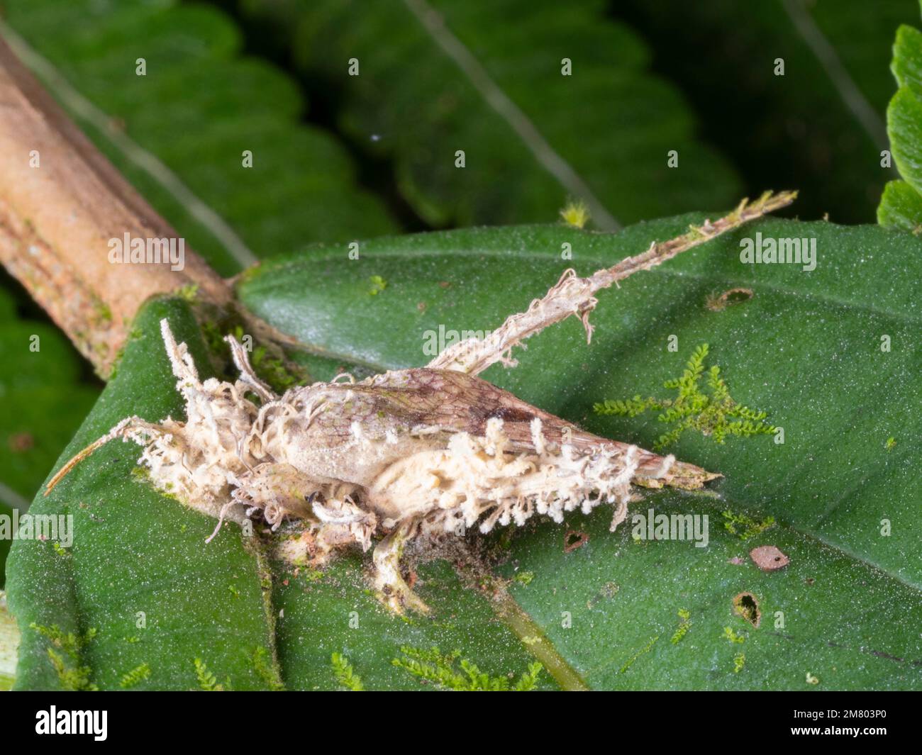 Dead cricket infected with a Cordyceps fungus in the rainforest ...