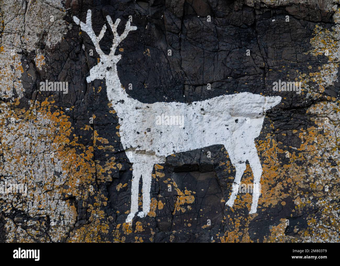 Deer painted on the coastal rocks at Bamburgh, UK Stock Photo - Alamy