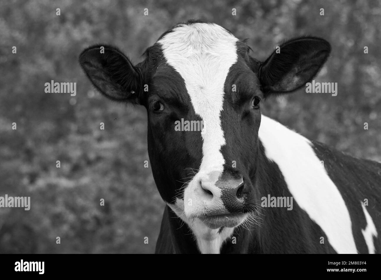 a close up of a cow looking at the camera Stock Photo - Alamy